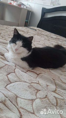 Кошки в добрые руки