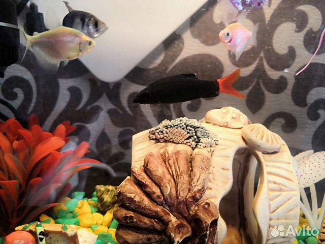 Рыбка Лабио