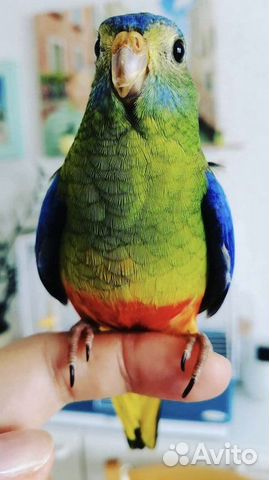Ручной лазурный попугай с клеткой