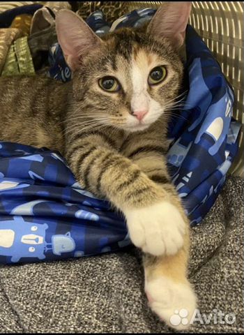 Маняша в добрые руки