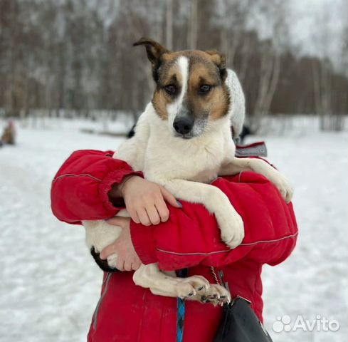 Очаровательная собака Лана тоскует в клетке приюта