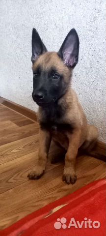 Собаки щенки