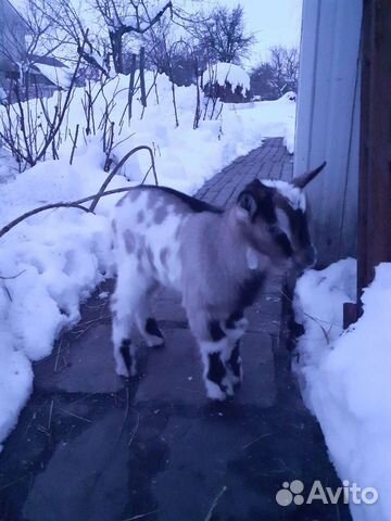 Камерунский козлик