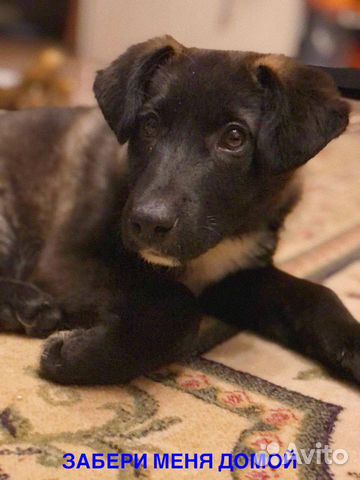 Собака в дар