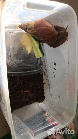 Улитка ахатин взрослая