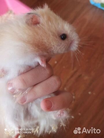 Сирийский хомяк с клеткой