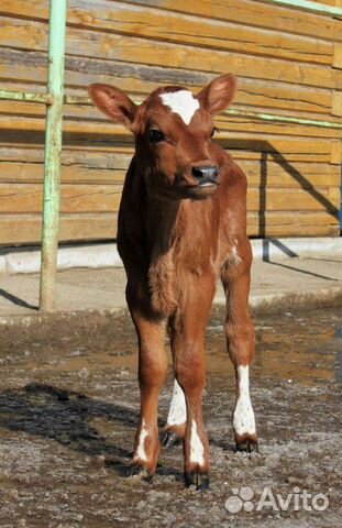 Бычок и тёлочка (9-10 мес)