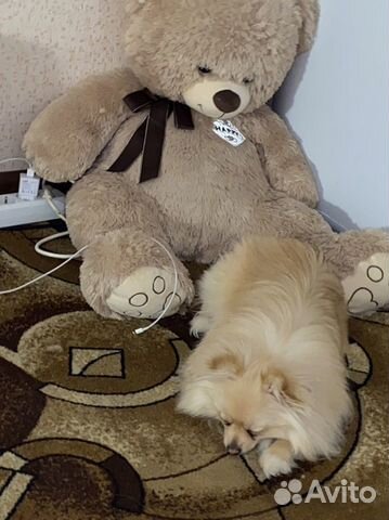 Шпиц немецкий