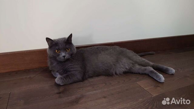 Британские коты