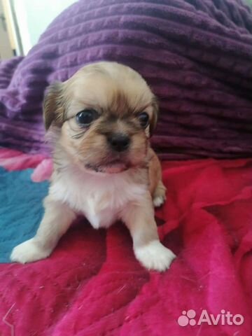 Щенки пекинеса