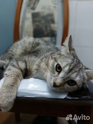 Отдадим бесплатно кошку с котятами