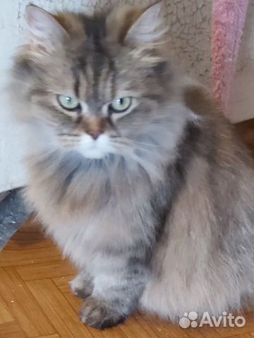 Кошечка перс