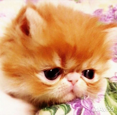 Экзотическая кошечка