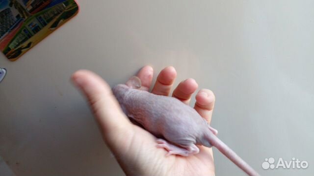 Лысая Крыска сфинкс мальчик в добрые руки