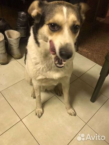 Собака в добрые руки отдам бесплатно