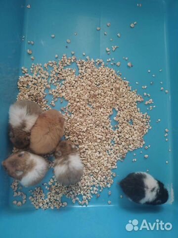 Сирийские ангорские хомяки с клеткой