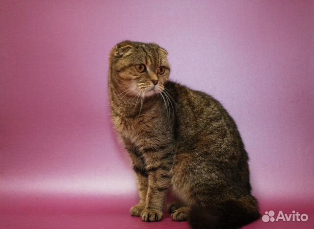 Шотландский вислоухий кот Ашот