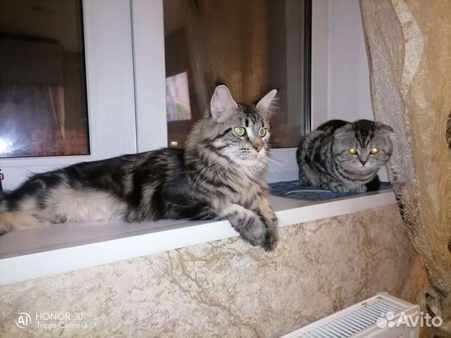 Мэйкун котята