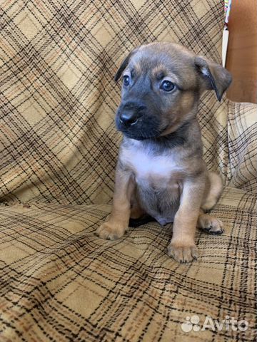 Щенок метис стаффорд