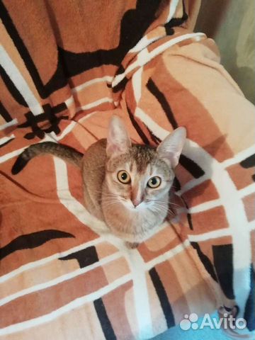 Абиссинская кошка