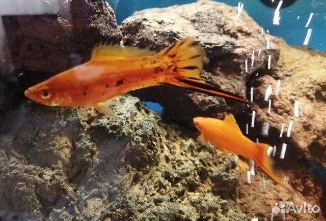 Отдам бесплатно Меченосцев