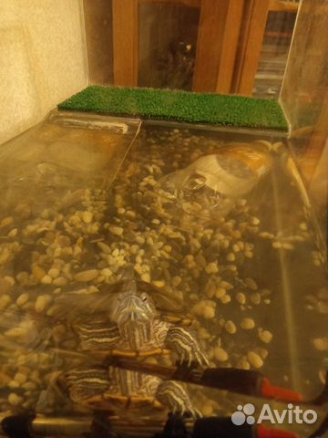 Отдам даром бесплатно красноухую черепаху