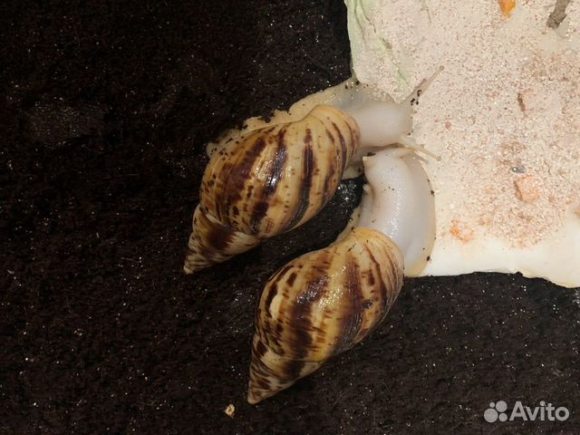 Улитка ахатина ретикулята