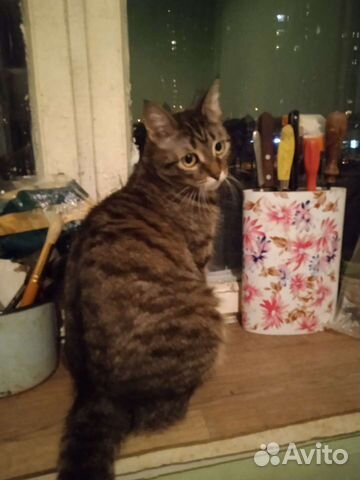 Кошечка крошечка