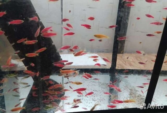 Аквариумные рыбки