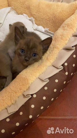 Бурманские котята