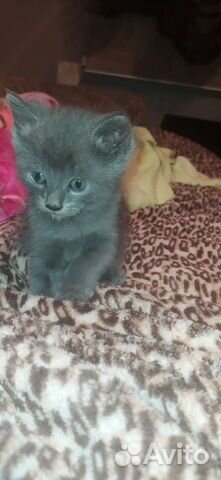 Шотландский котенок