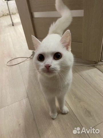 Кошки в добрые руки
