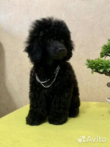 Той-пудель. Супер парень ждет своего человека