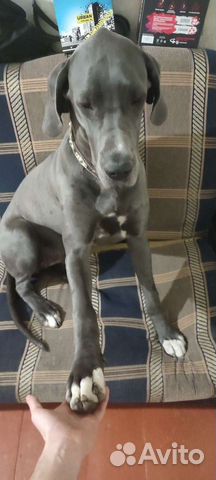 Американский Дог