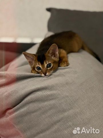 Абиссинский котенонок