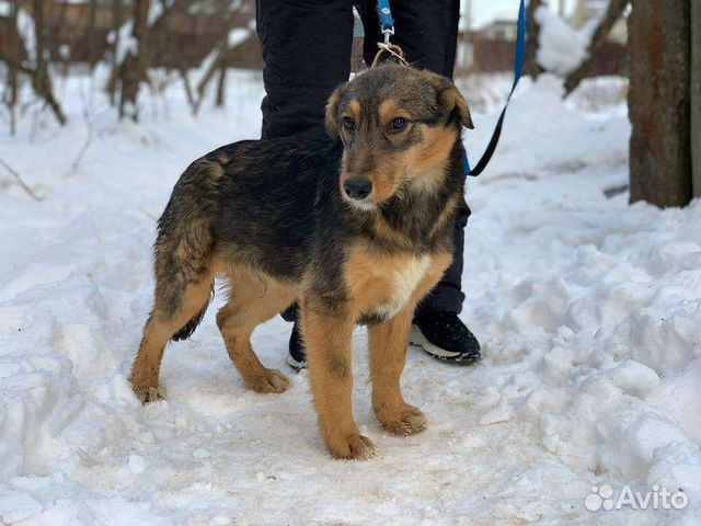 Щенок в дар