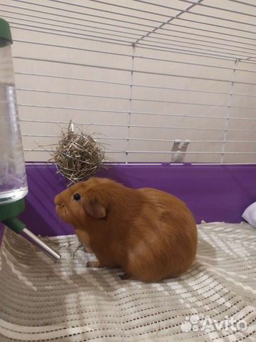 Морская свинка с клеткой