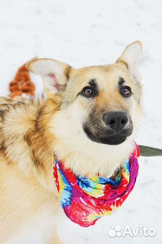 Собака в добрые руки