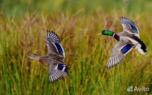 Утки подсадные для охоты
