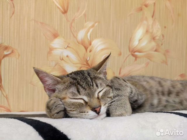 Кошечка бесплатно