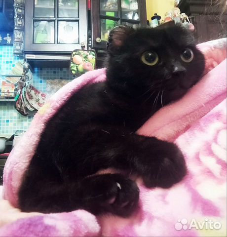 Потеряла уши и хвост, нуждается в доме