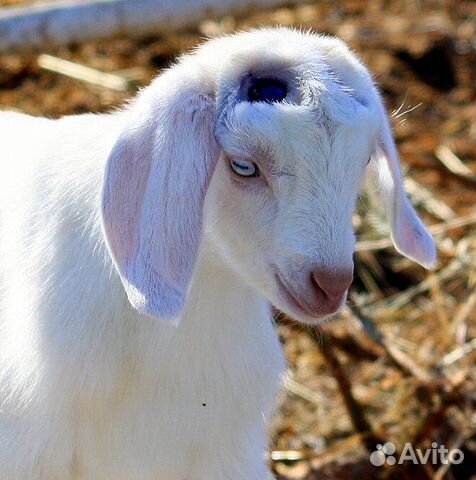 Козята голубоглазые от Битала