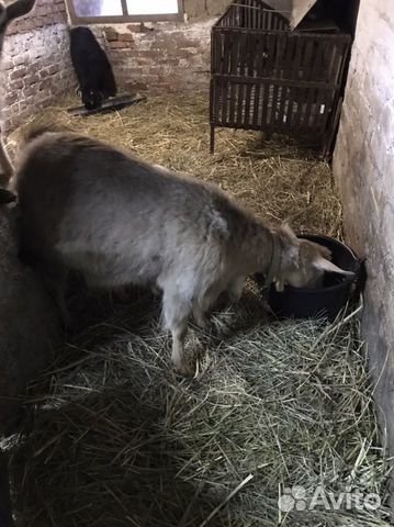 Продам козу