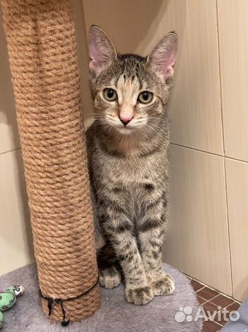 Котенок девочка 5,5 мес