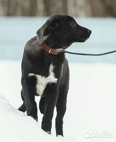 Чудесный щенок из приюта ищет дом