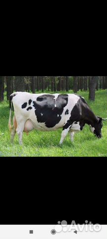 Коровы дойные, телки