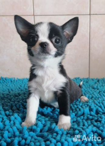 Яркий брюнет