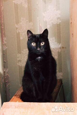 Кот Джеки Чан