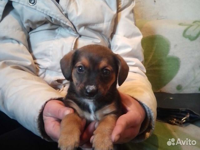 Щенки таксы