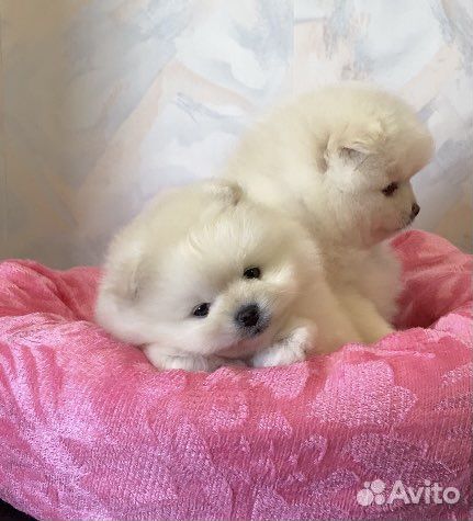 Шпиц мишки - мальчишки